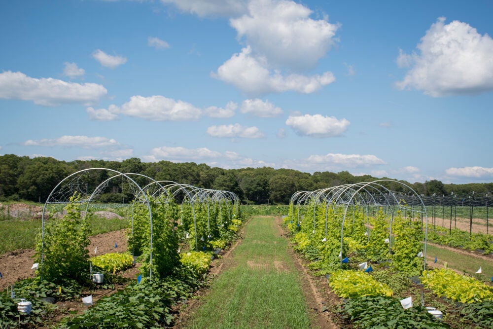 Agronomy Farm – Agricultural Experiment Station