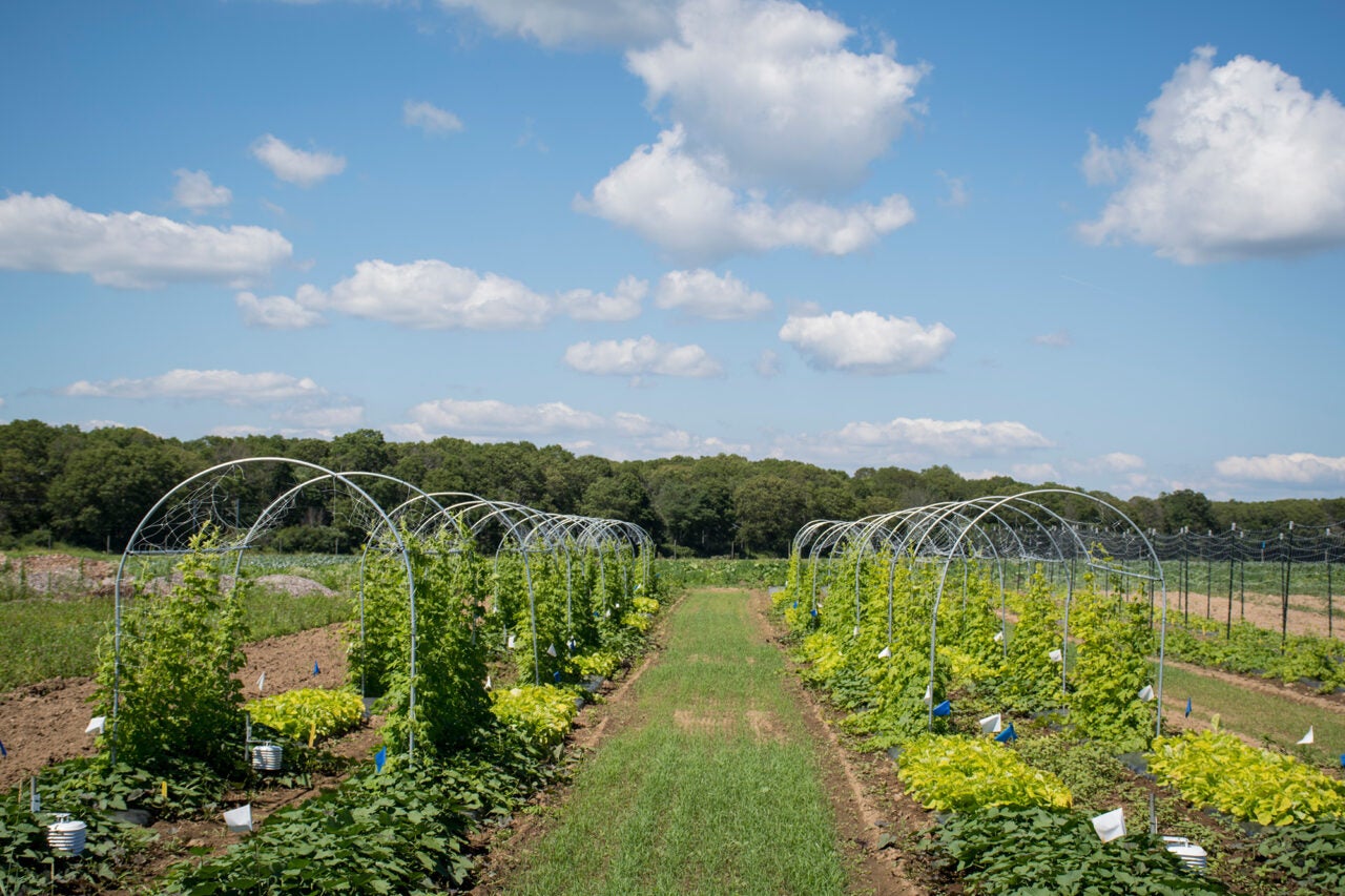 Agronomy Farm – Agricultural Experiment Station