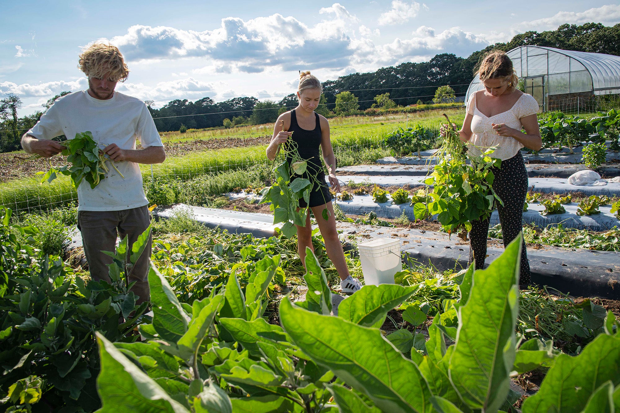Agronomy Farm – Agricultural Experiment Station