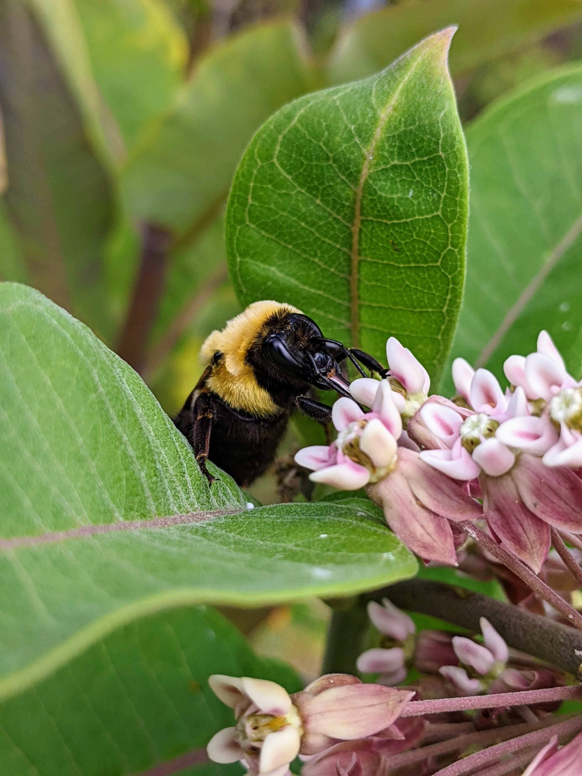 Bee Lab