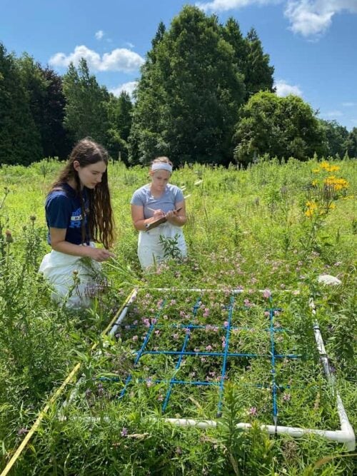 Bee Lab