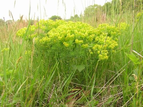 Cypress Spurge – Biocontrol Lab