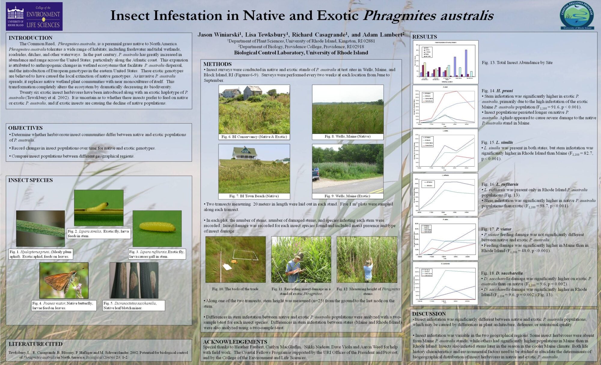 Phragmites – Biocontrol Lab