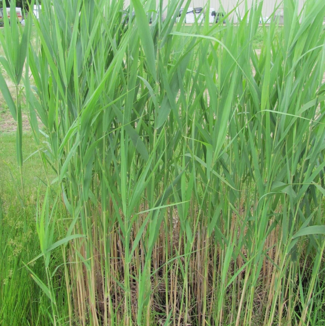 Phragmites – Biocontrol Lab