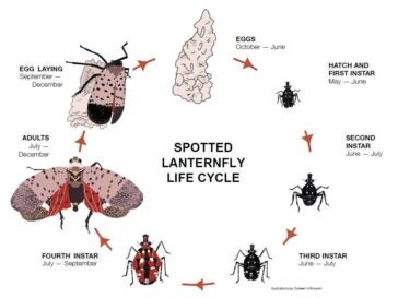 Identification and Life Cycle – Biocontrol Lab