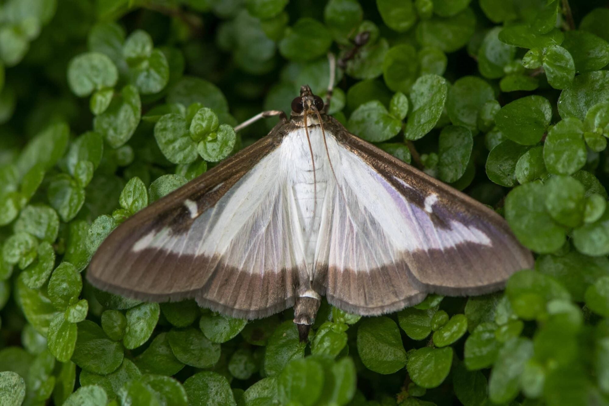 Box Tree Moth – Biocontrol Lab