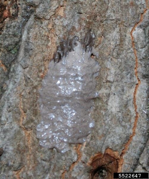 Identification and Life Cycle – Biocontrol Lab