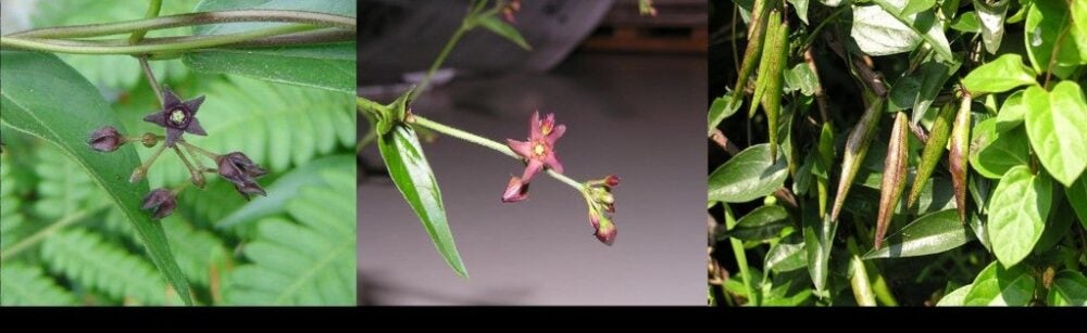 Swallow-Worts – Biocontrol Lab