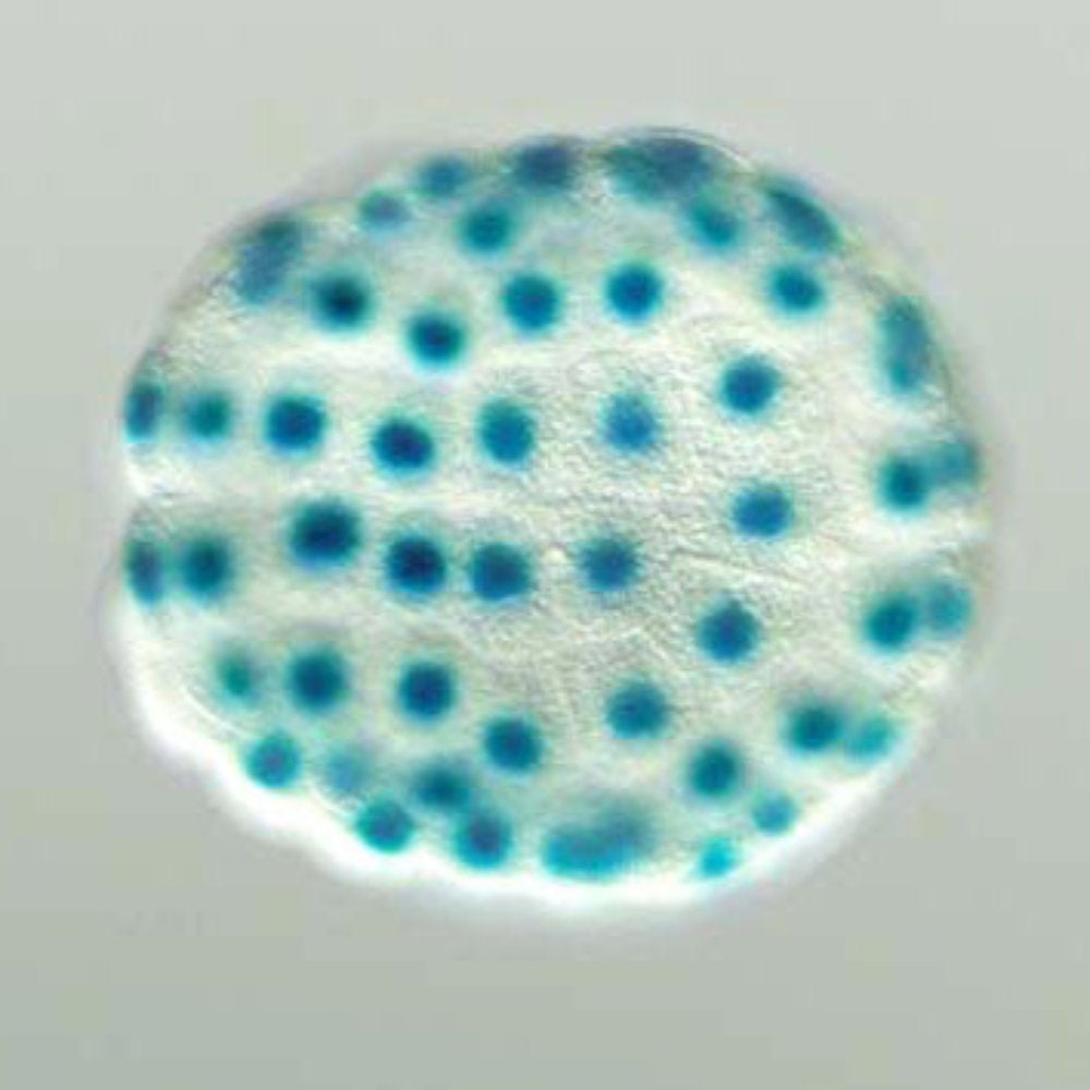 CMB Research – College of the Environment and Life Sciences