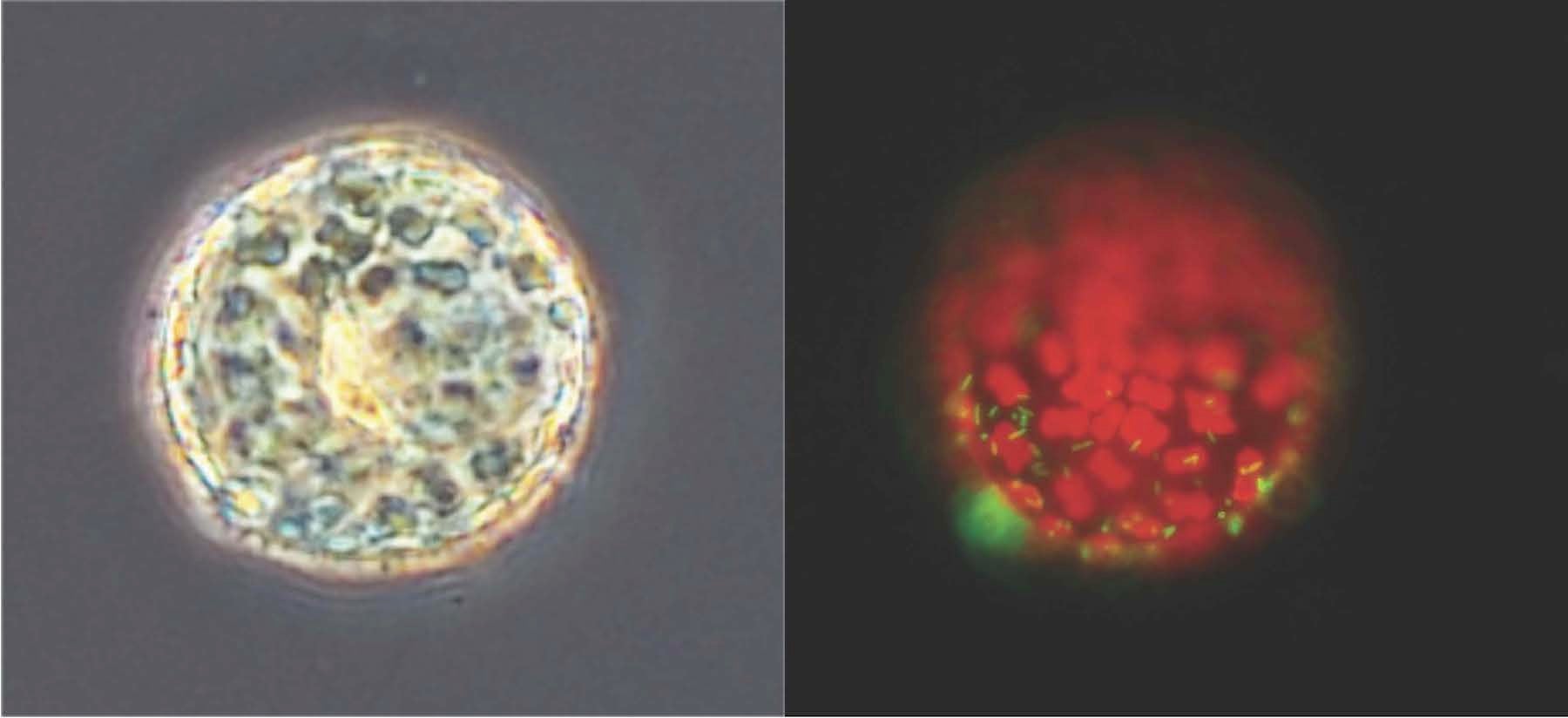 Investigating the secret life of diatoms – Graduate School of Oceanography