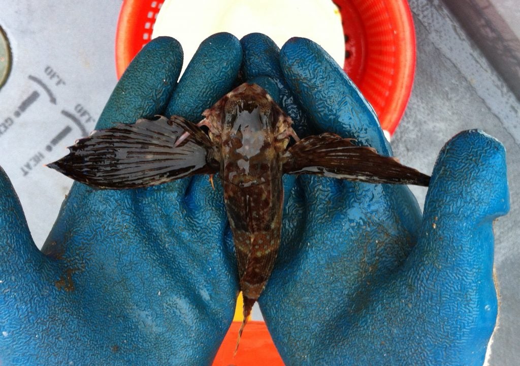Species – Graduate School of Oceanography