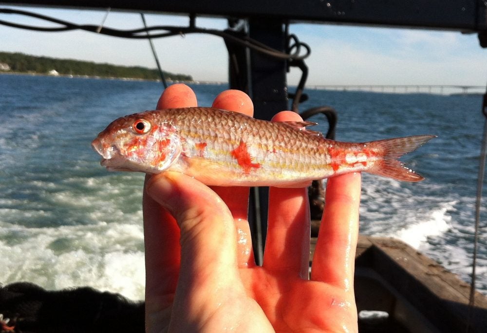 Species – Graduate School of Oceanography