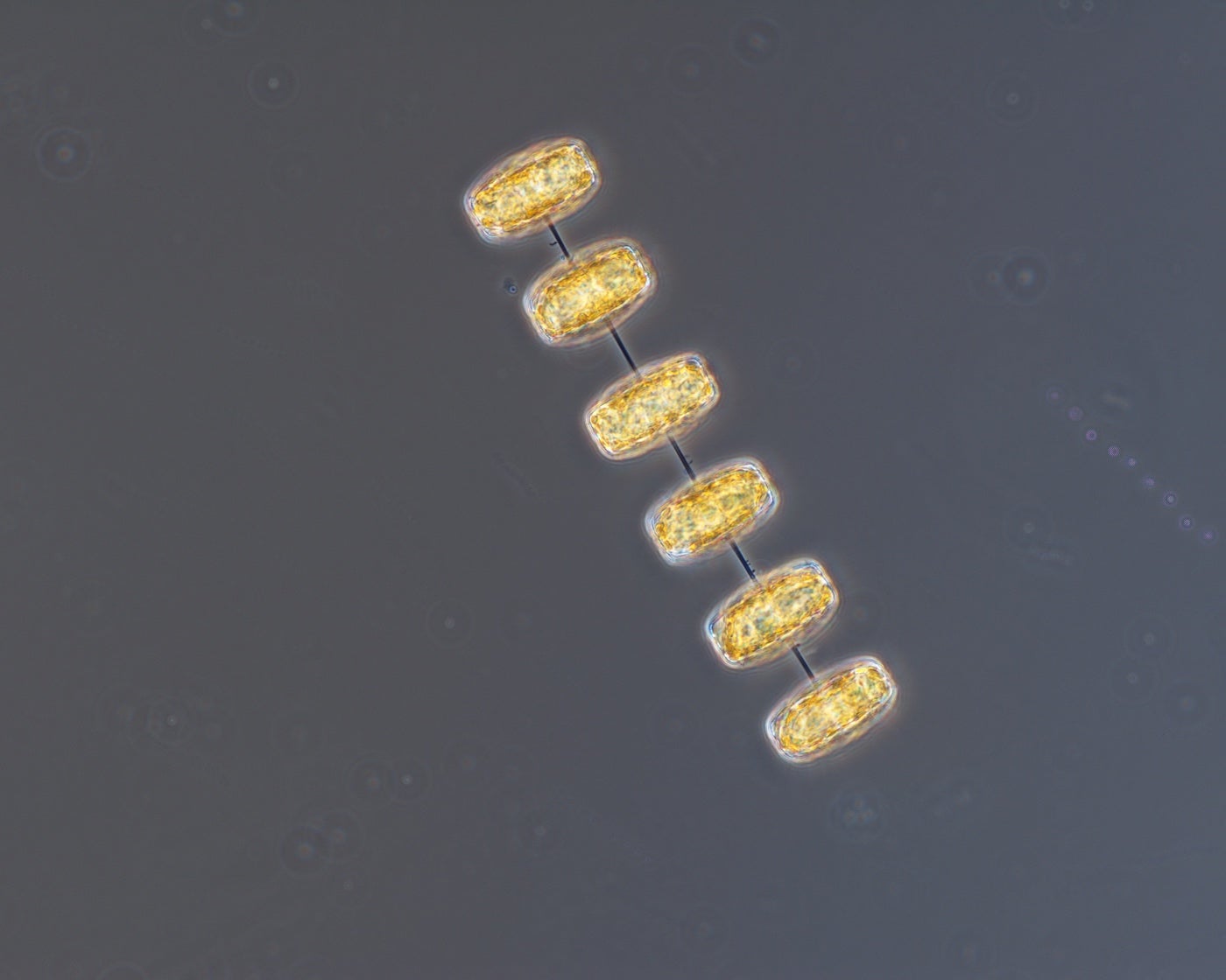 Investigating the secret life of diatoms – Graduate School of Oceanography