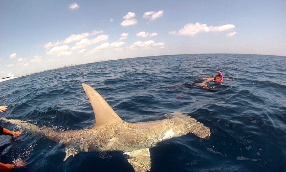 URI Blue MBA student combines fascination with sharks, passion for ...