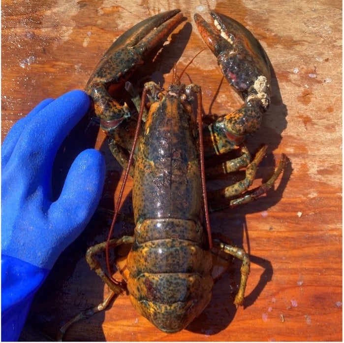 Research Projects – Graduate School of Oceanography