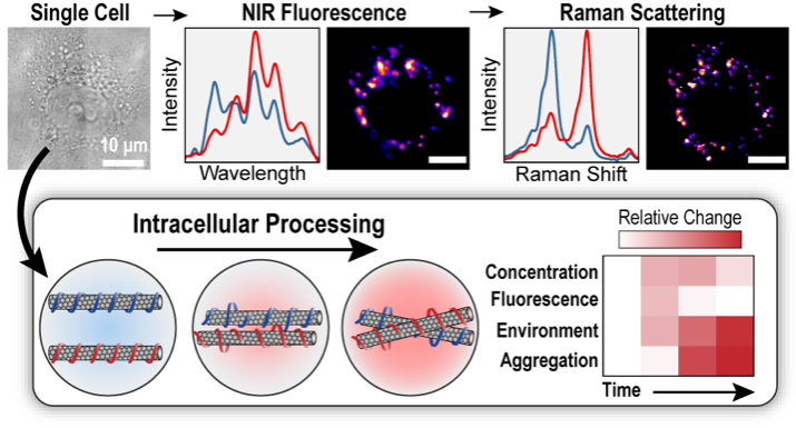 Nano-Bio Interactions – NanoBio Engineering Laboratory