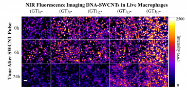 Nano-Bio Interactions – NanoBio Engineering Laboratory