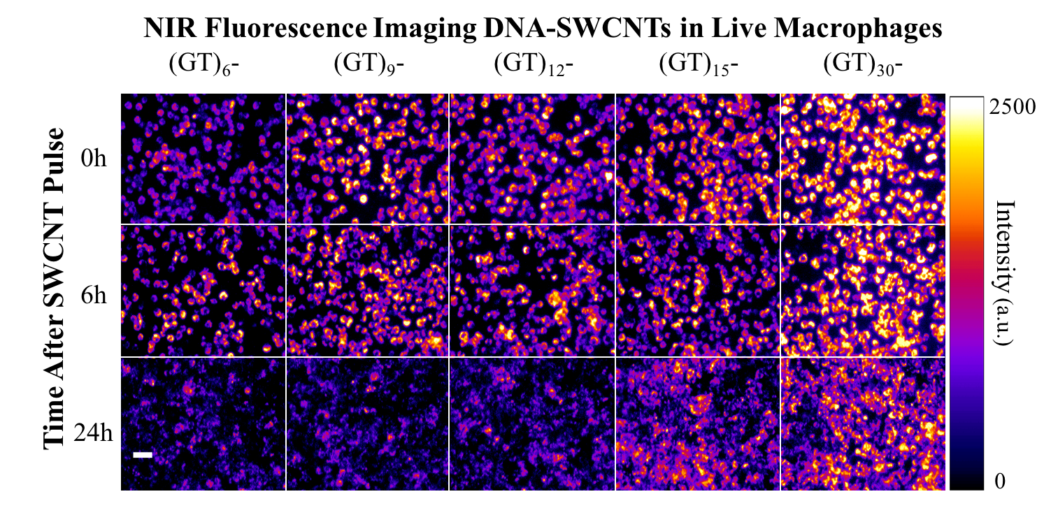 Nano-Bio Interactions – NanoBio Engineering Laboratory