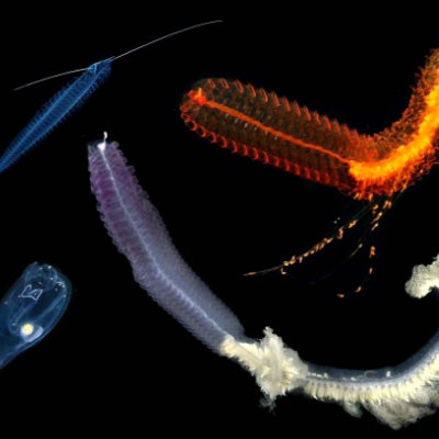 Department of Ocean Engineering – College of Engineering