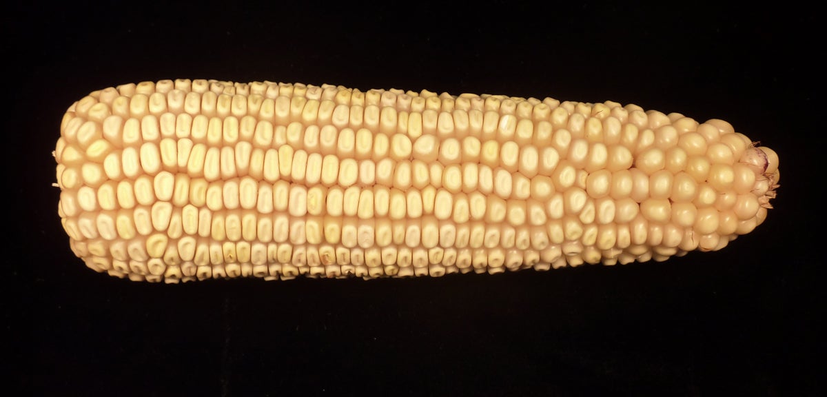 Genetic Engineering of Corn for Nutritional Enhancement for African ...