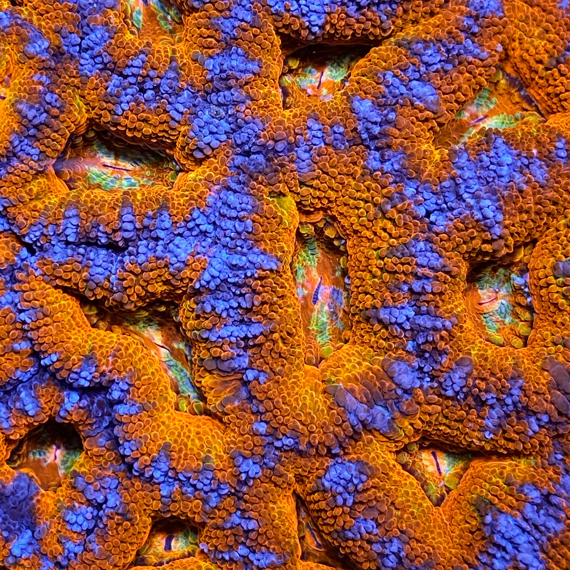 2022 Winners – Research and Scholarship Photo Contest