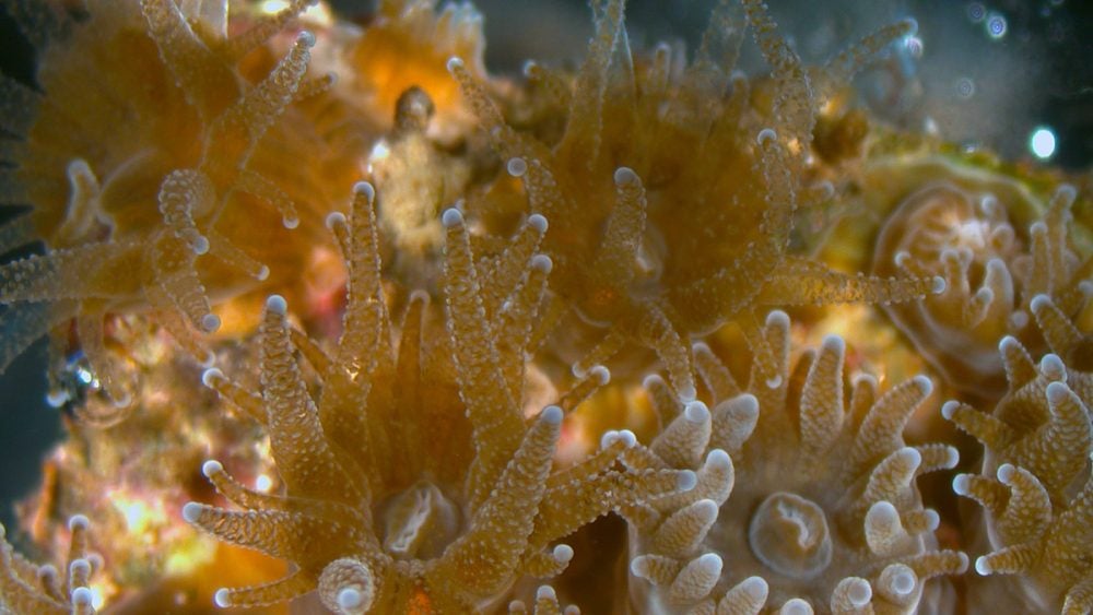 Sharp Lab Displays RI Coral 2022 – Rhode Island IDeA Network of ...