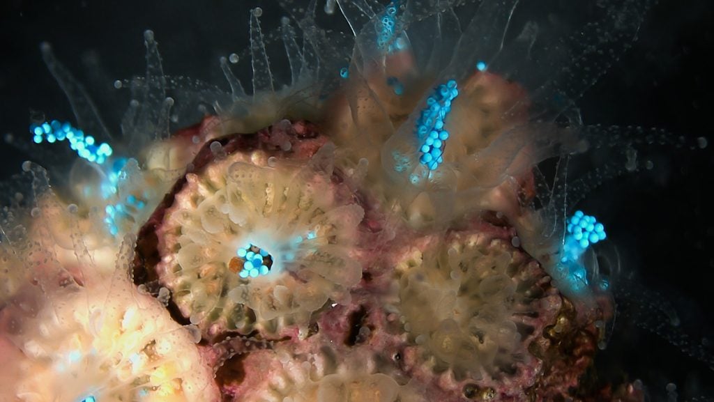 Sharp Lab Displays RI Coral 2022 – Rhode Island IDeA Network of ...