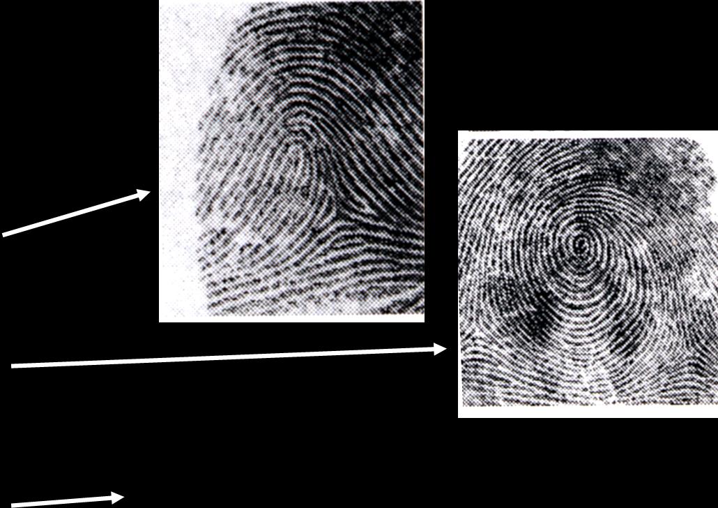 Latent Prints – Rhode Island State Crime Lab