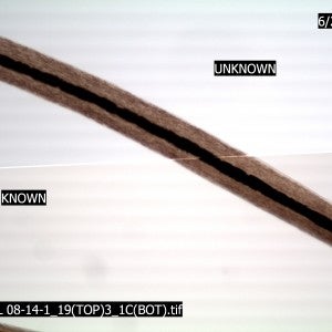 Trace Evidence | Rhode Island State Crime Laboratory