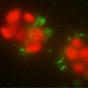 Mary McKenzie – Rynearson Lab