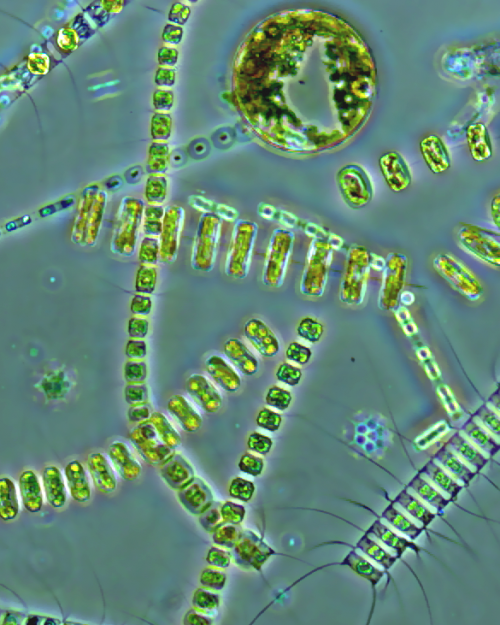 Diatom Diversity & Population Genetics – Rynearson Lab