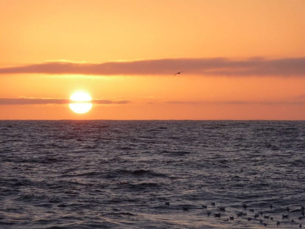 OCG 593: Big Data, Big Oceans – Rynearson Lab