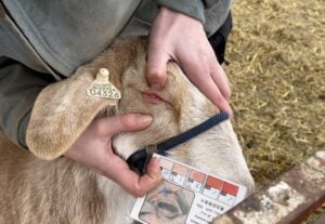 Online FAMACHA© Certification – Northeast Small Ruminant Parasite Control