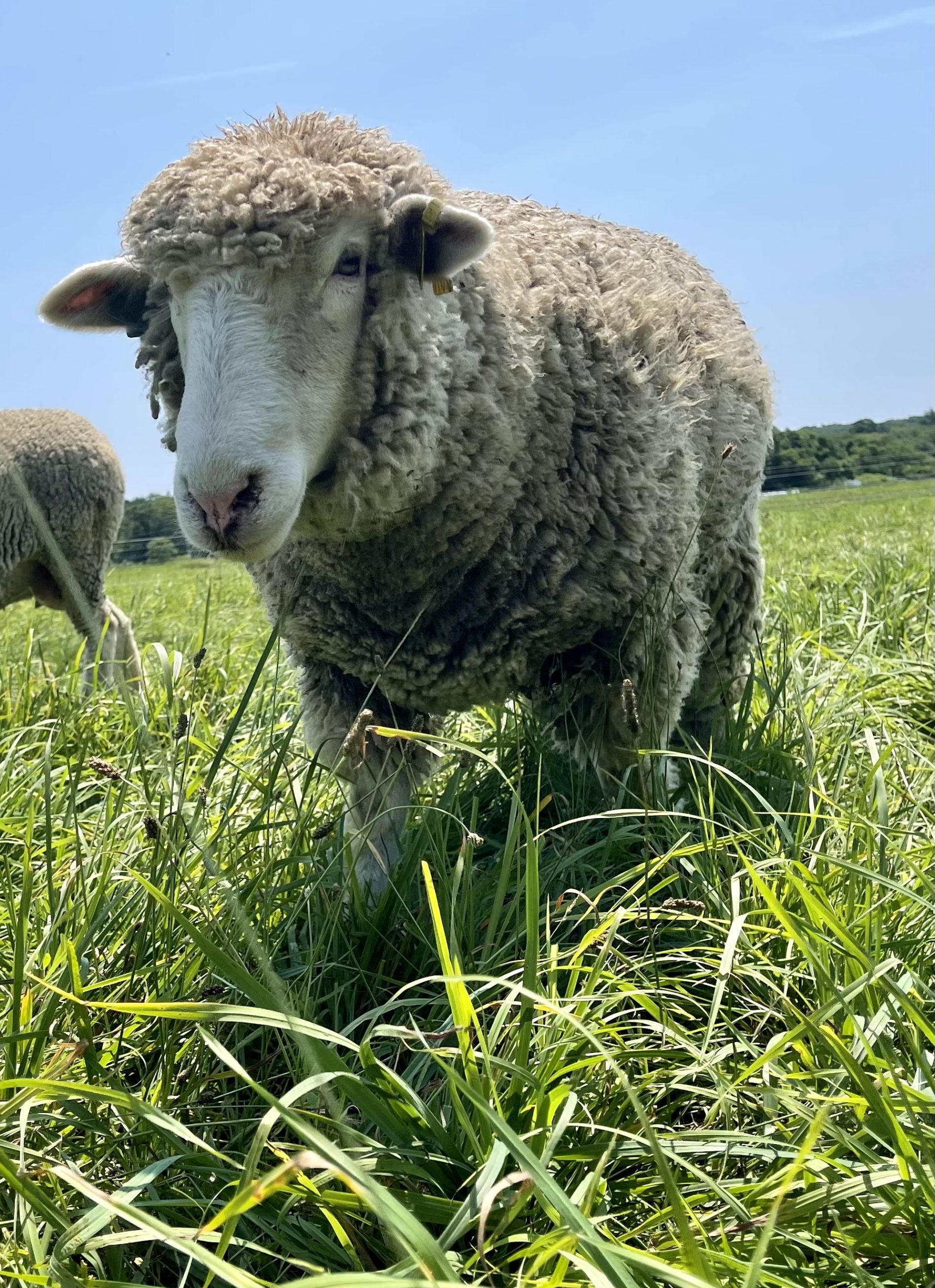 Northeast Small Ruminant Parasite Control