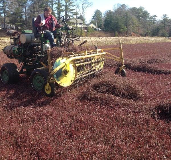 Anti-parasitic effects of Cranberry Extract