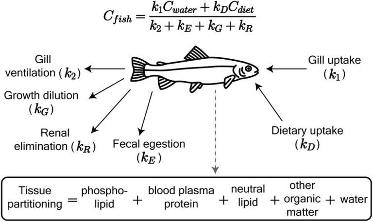 A food web model to predict PFAS bioaccumulation in fish and support ...