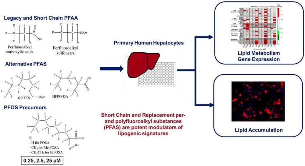 Exposure to “alternative” PFAS alters gene expression & lipids in human ...
