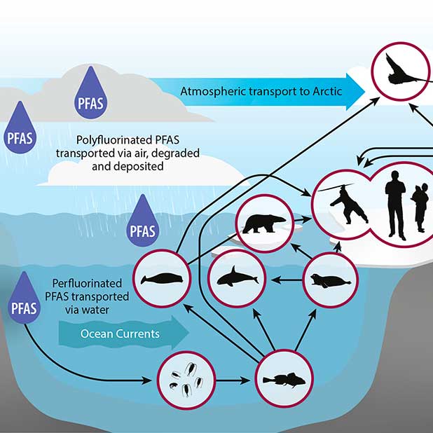 STEEP Research Collaboration: A Review of PFAS in the Arctic – STEEP
