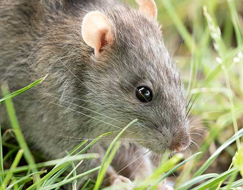 In All Creatures Great and Small: Bound and Unbound PFAS Across Human ...