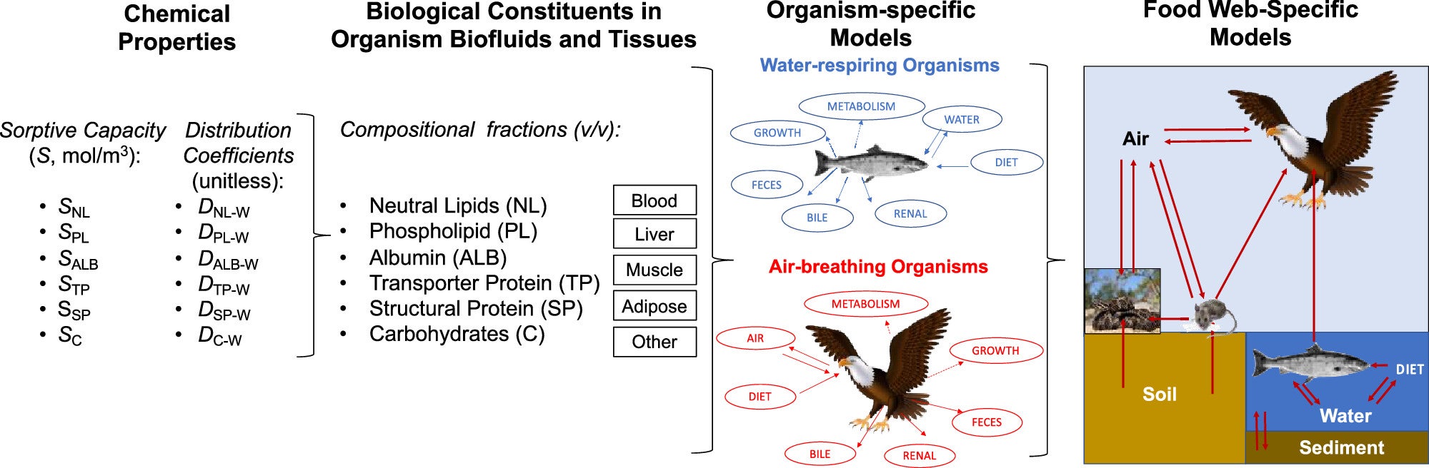 Developed Models Expand Understanding of PFAS Bioaccumulation – STEEP