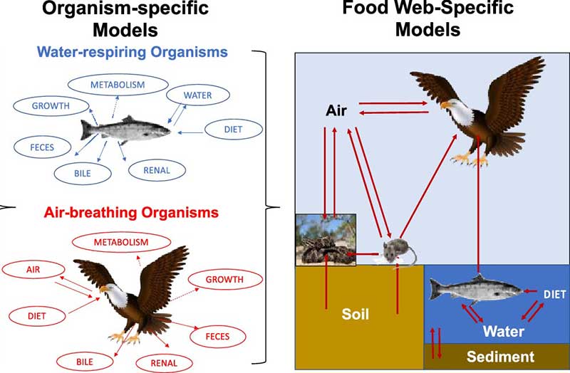 Developed Models Expand Understanding of PFAS Bioaccumulation – STEEP