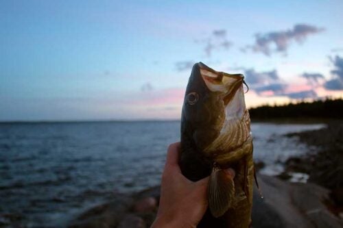 PFAS precursors underscore importance for fishing advisories – STEEP