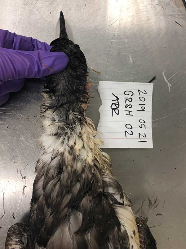 Trainee Robuck Named 2019 Switzer Fellow – STEEP