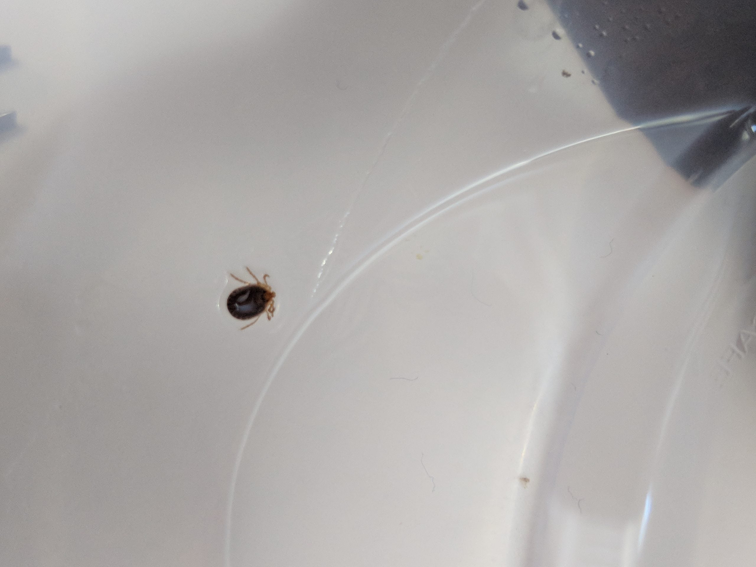 Citizen-science helps track invasive Asian Longhorned Tick – TickEncounter