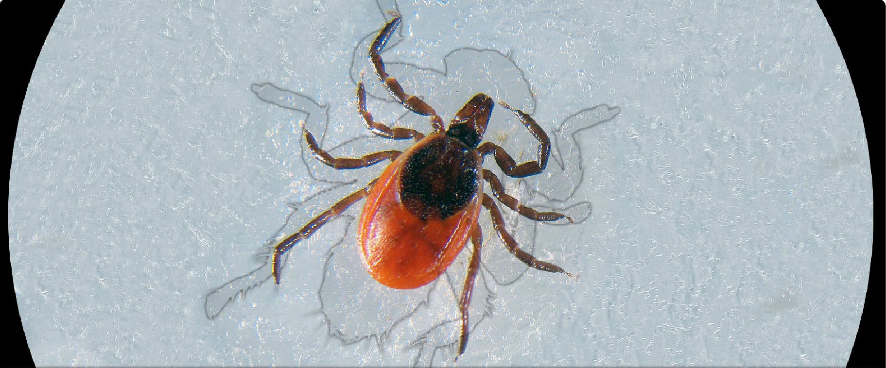 A Tick With Wings? – TickEncounter