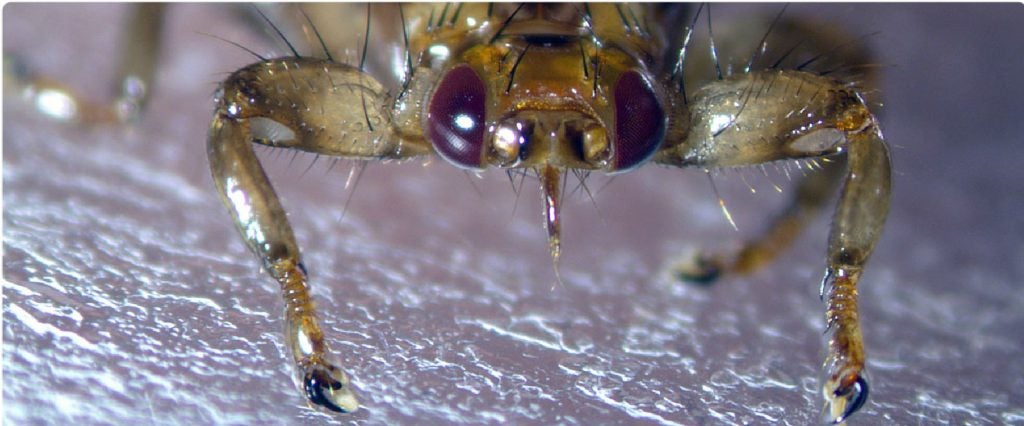 A Tick With Wings? – TickEncounter