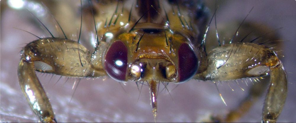 A Tick With Wings? – TickEncounter