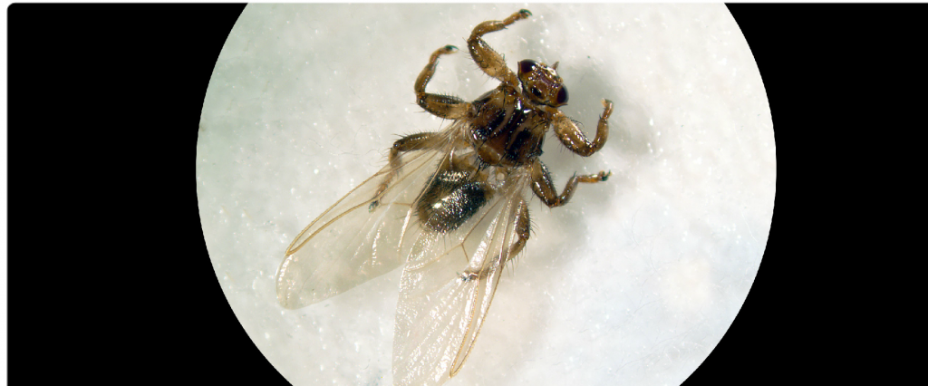 A Tick With Wings? – TickEncounter