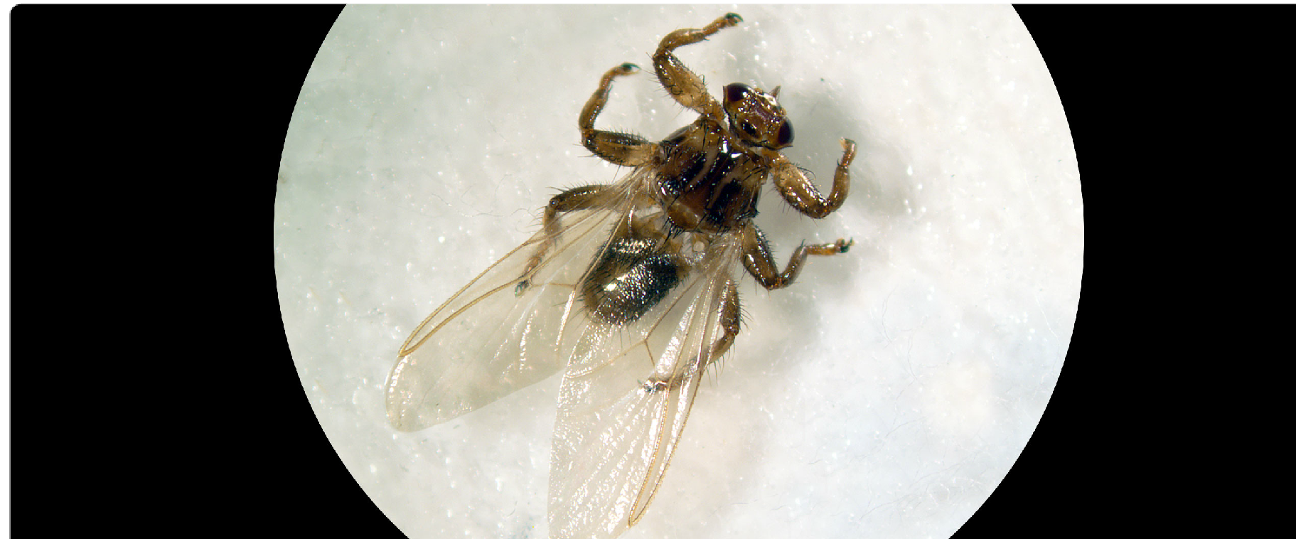 A Tick With Wings? – TickEncounter