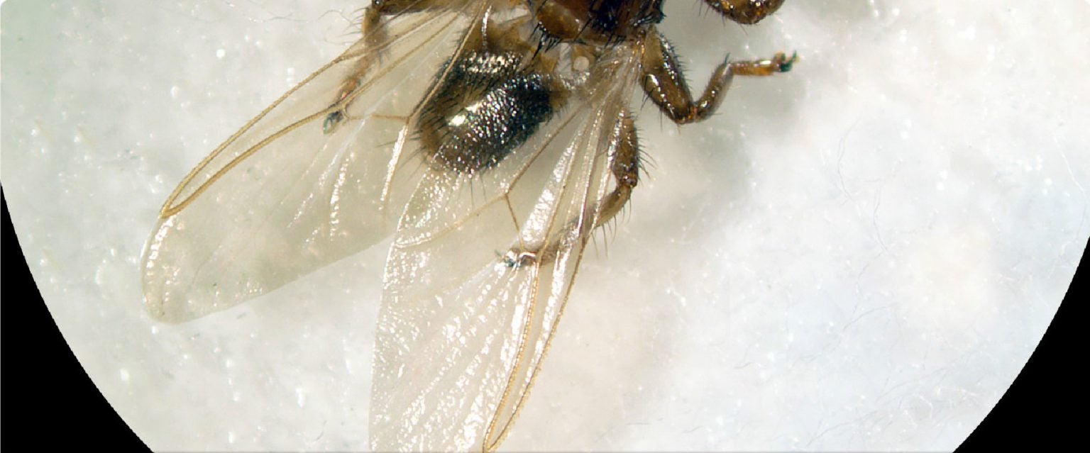 A Tick With Wings? – TickEncounter